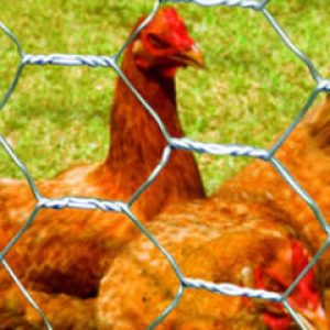 Tela Anti Pássaro® (aviário) - Telas e Tanque Rede – RHV